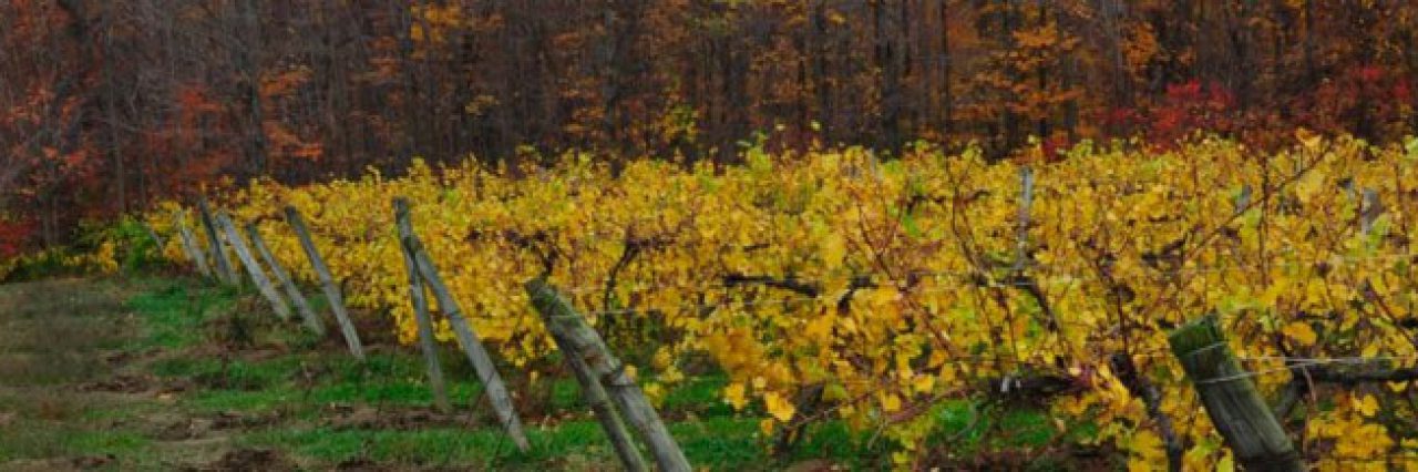 cropped-markko-doctor-vineyard-banner-1024×217.jpg – Markko Vineyard ...