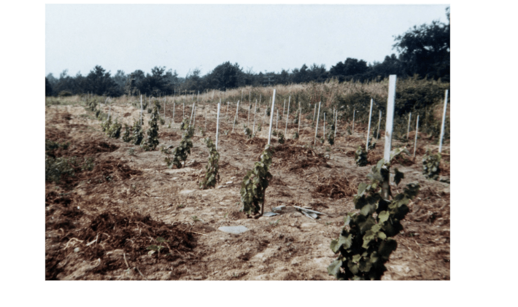 History – Markko Vineyard and Winery